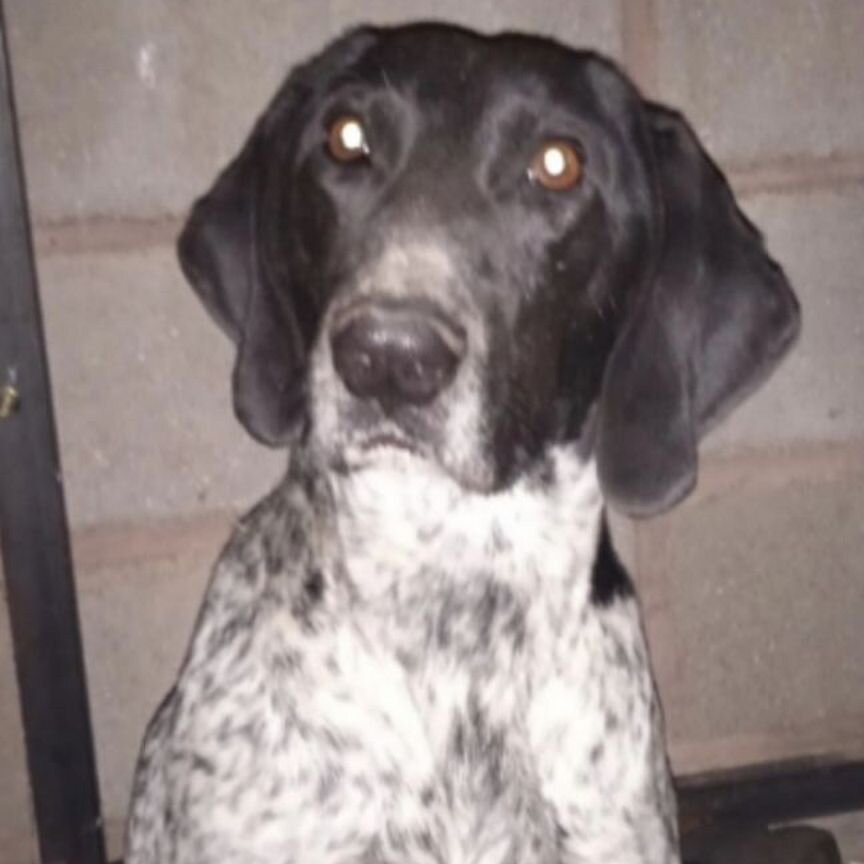 Потерялась собака