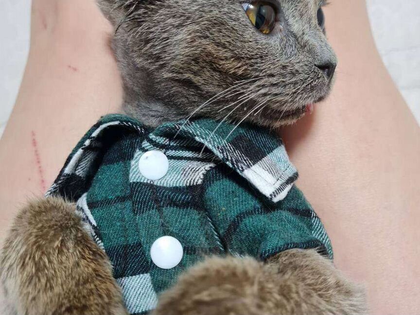 Котик Плюшик спасён из Дагестана, ему нужна помощь