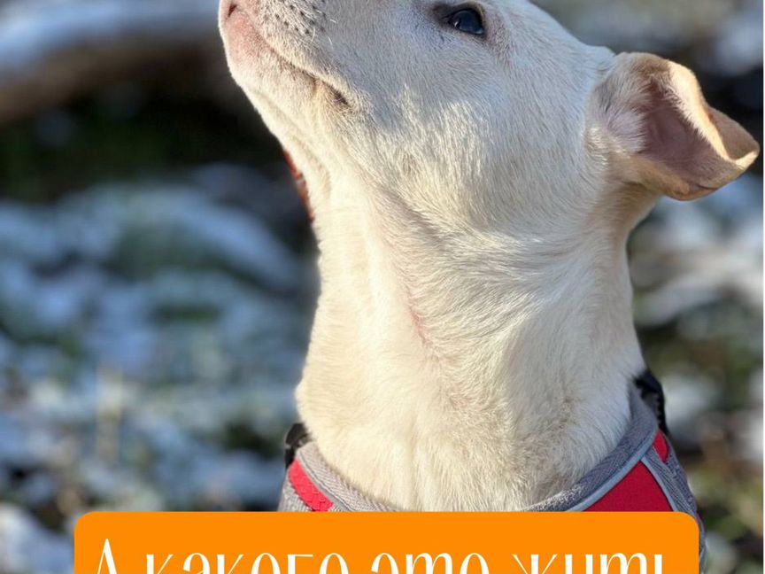 Собака мальчик в добрые руки бесплатно