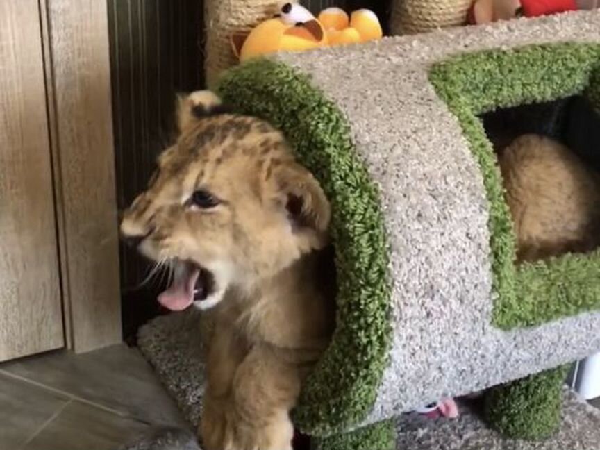 Домик для кошки