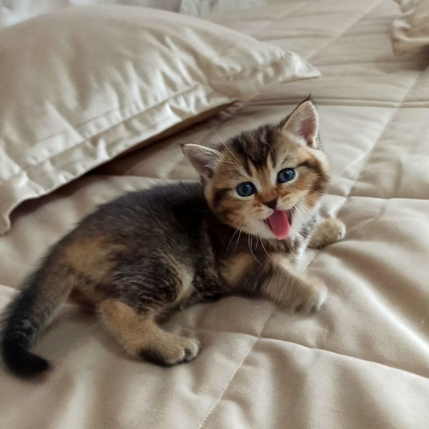 Шотландские котята