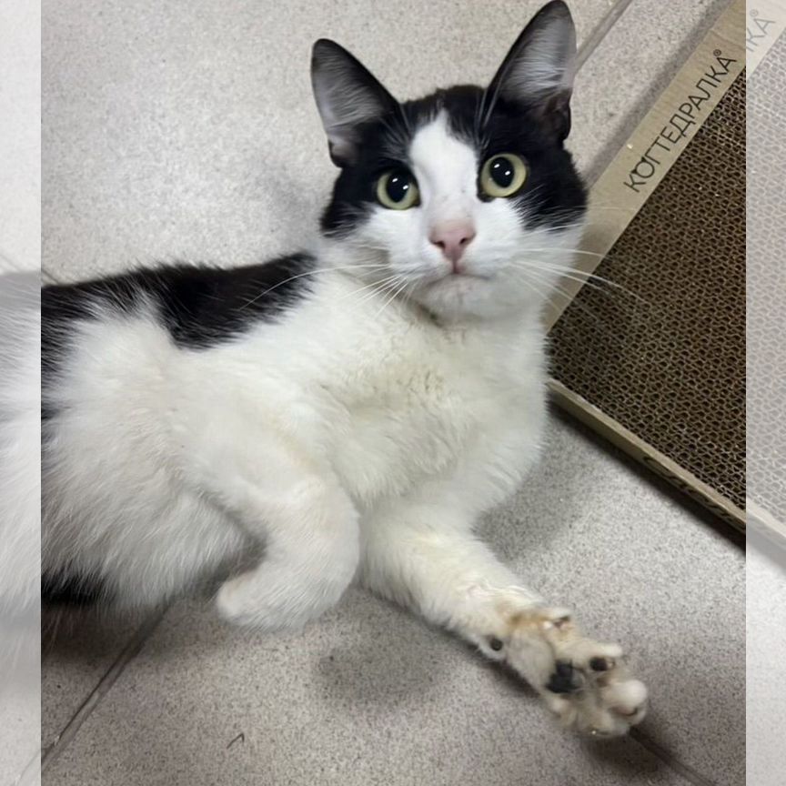 Взрослый кот в добрые руки