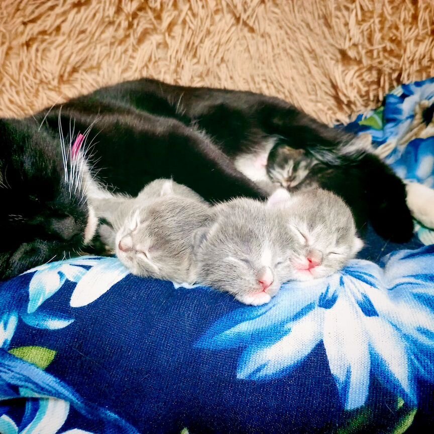 Котята ищут заботливые ручки,мальчики )