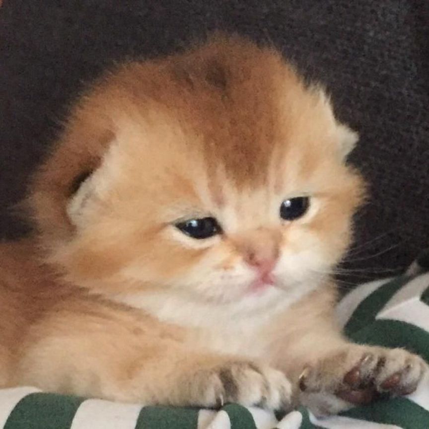 Вислоухие котята золотые шиншиллы