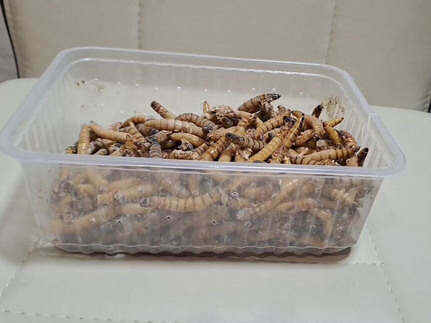 Зоофобус замороженный