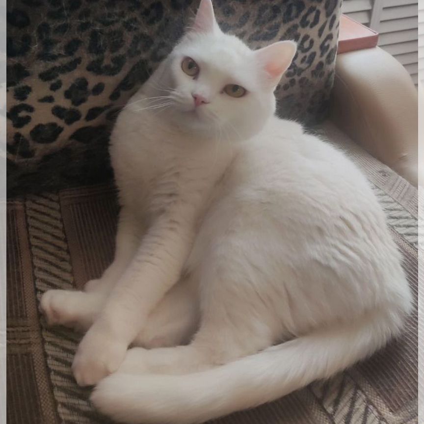 Взрослая, кошка в добрые руки