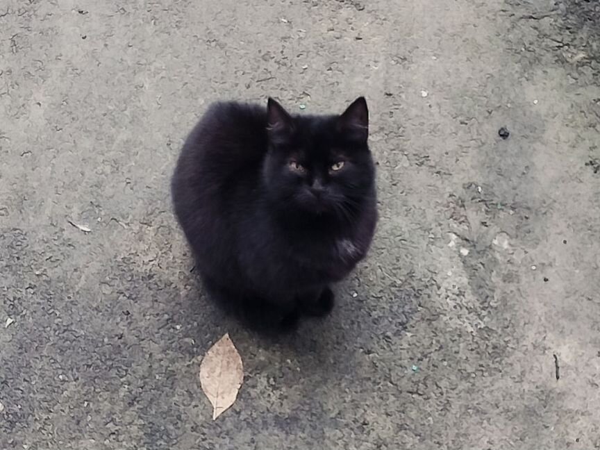 Черная кошечка, бездомная