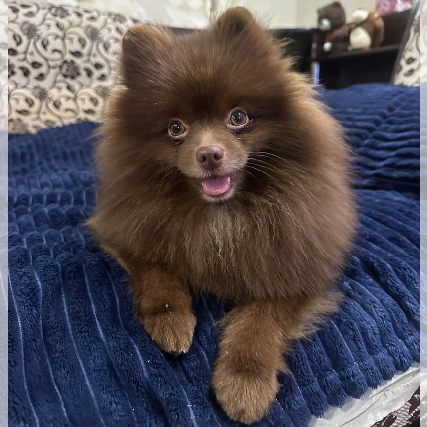 Вязка шоколадный жених