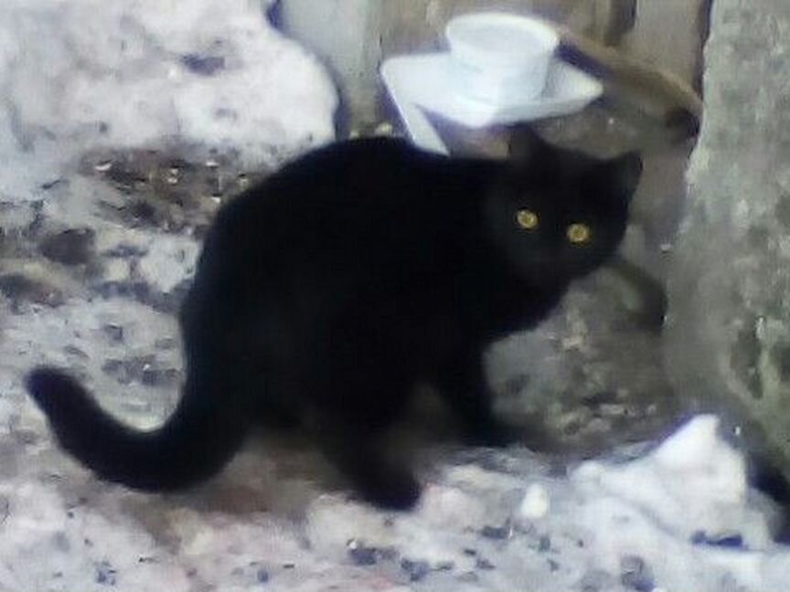 Скромный и хитрый котик ищет дом