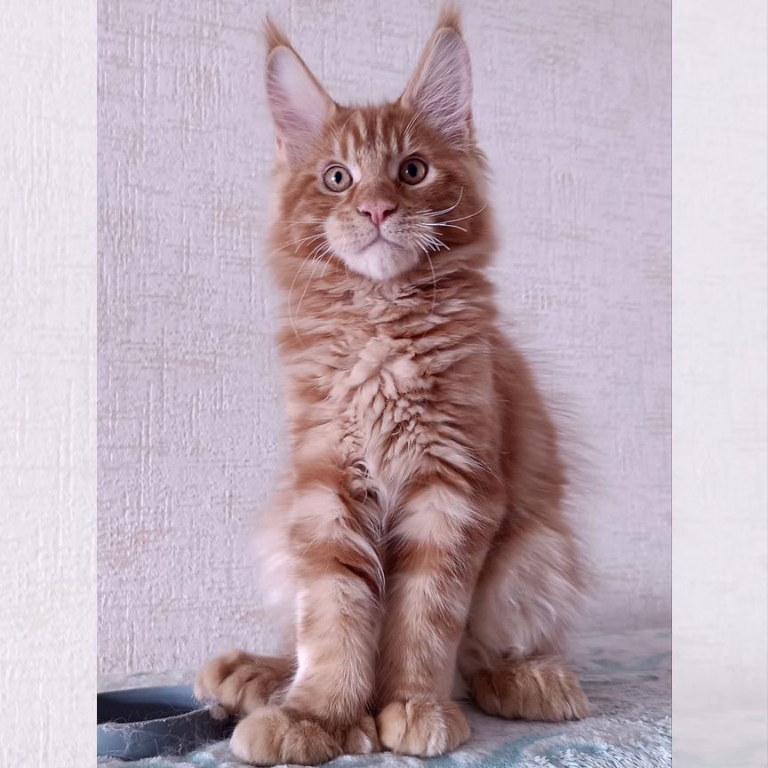 Котята мейн-кун полидакт крупные линии