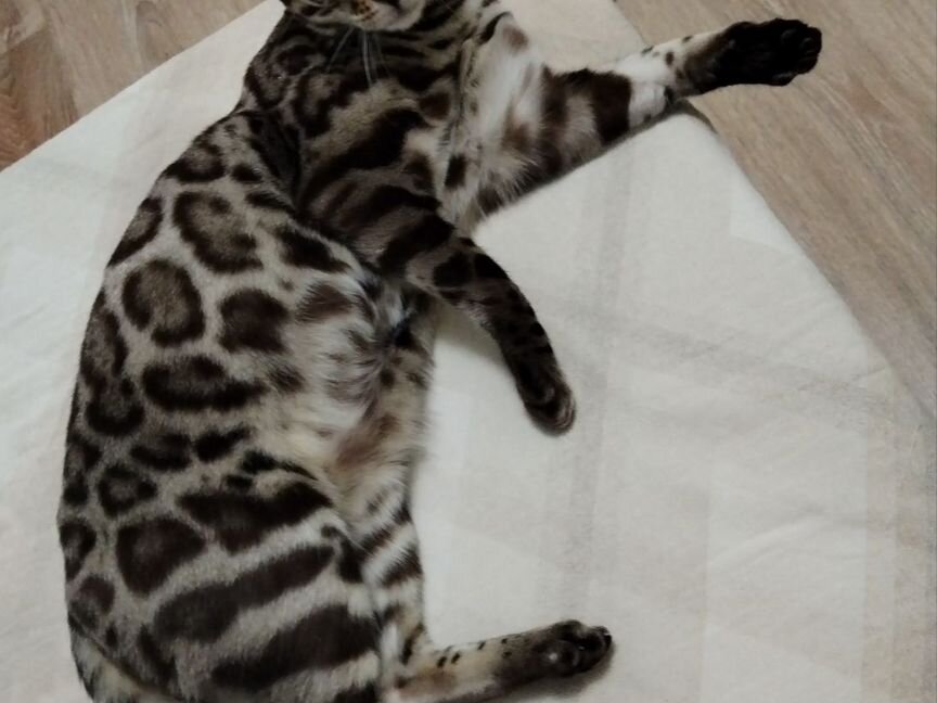 Бенгальская кошка