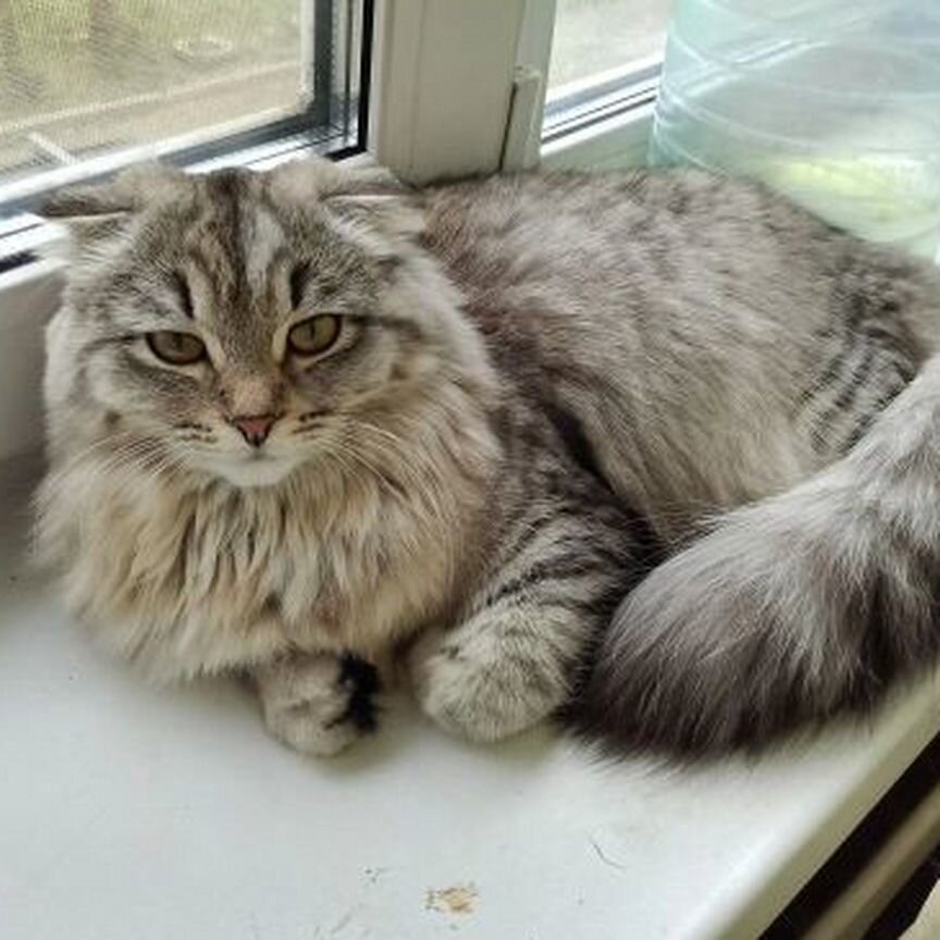 Взрослая, кошка в добрые руки