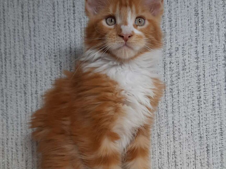 Рыжий парень