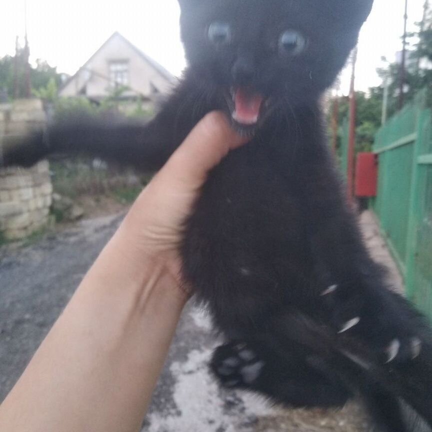 Отдам котят в добрые руки город венев