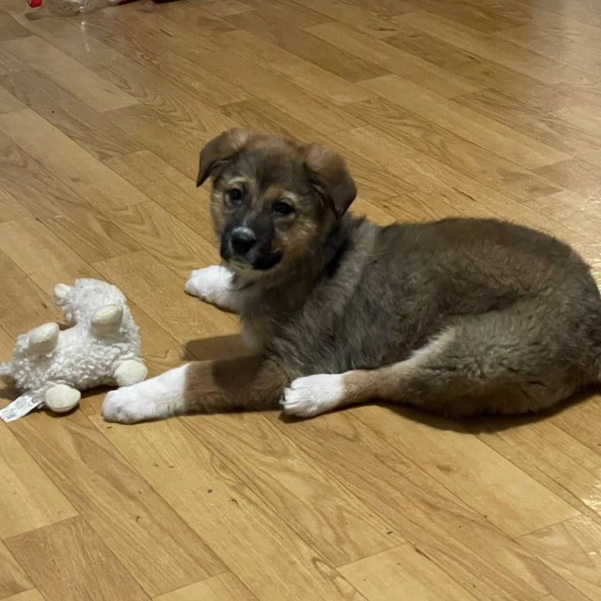 Щенок в добрые руки