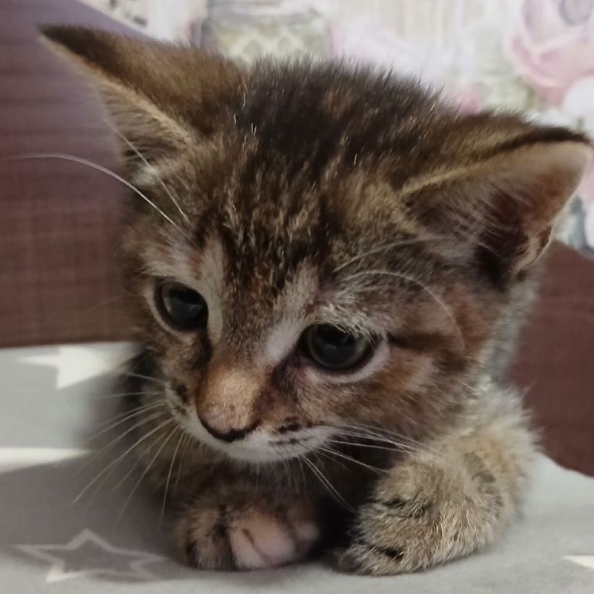 Котёнок в добрые руки