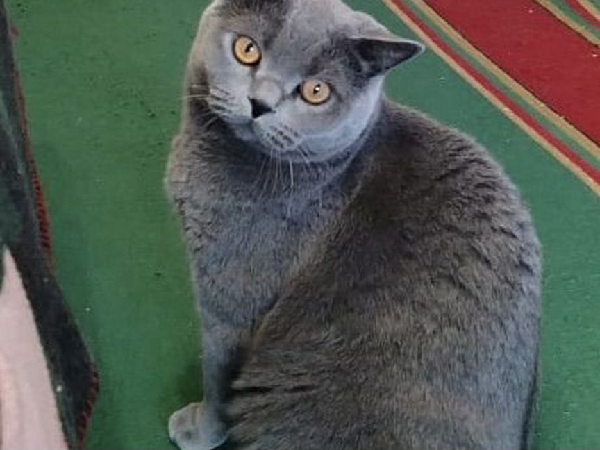 У кота Семена умер хозяин