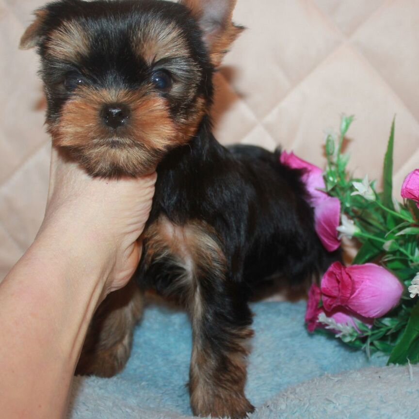 Йоркширский терьер, щенок