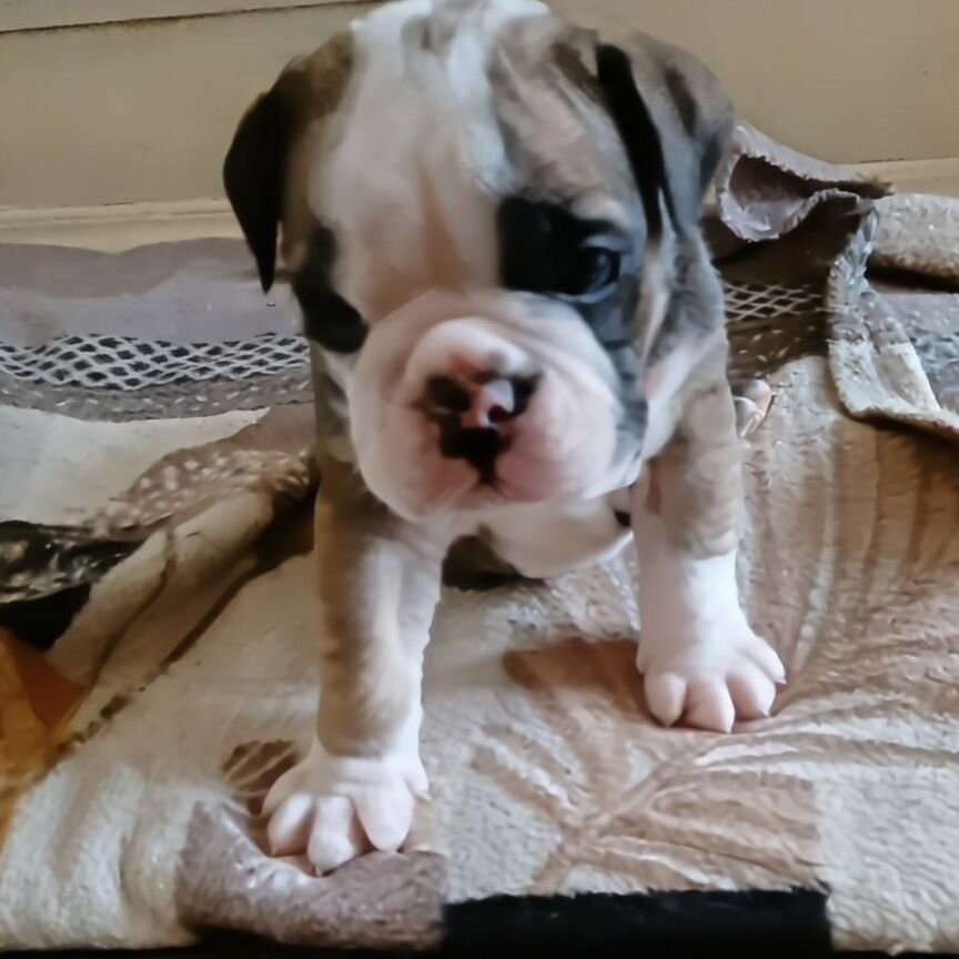 Английский бульдог, щенок