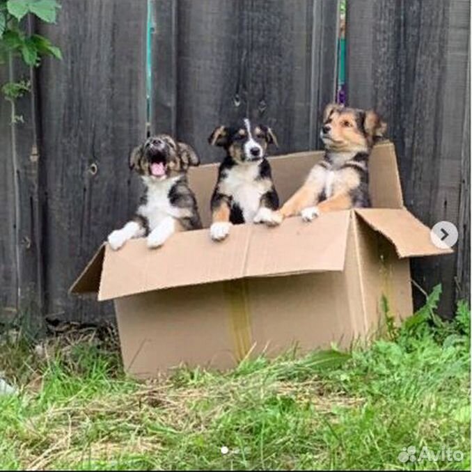 Раздаем выброшенных щенят