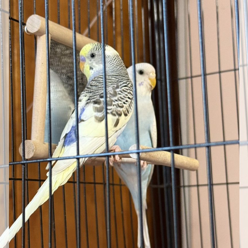 Волнистые попугаи пара с клеткой