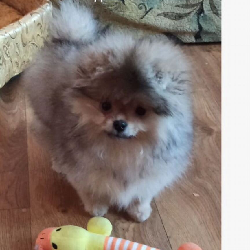 Померанский шпиц, щенок