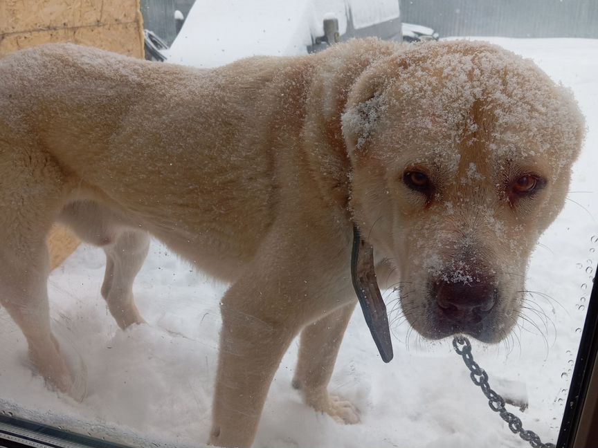 Вязка алабай