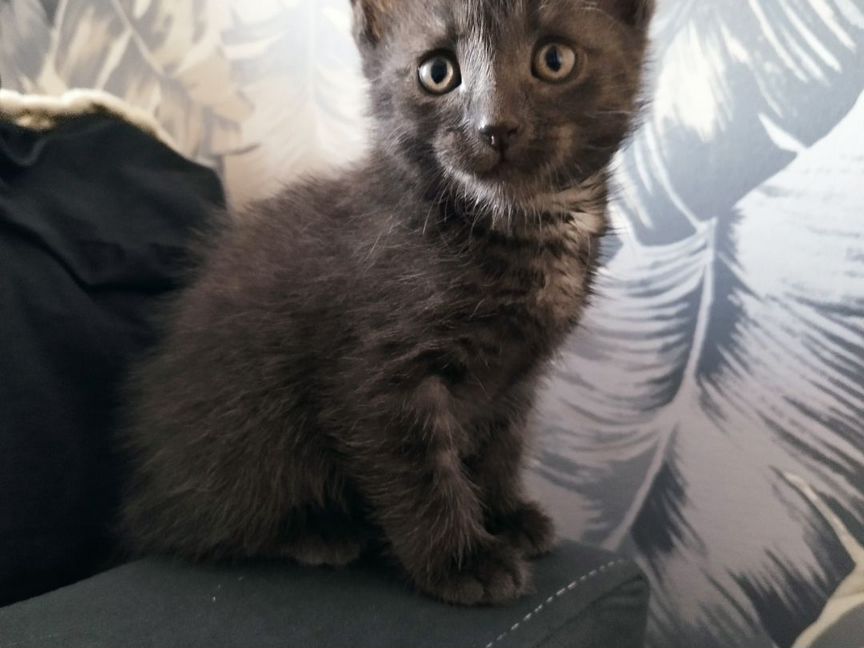 Котенок Сибирская Голубая мальчик