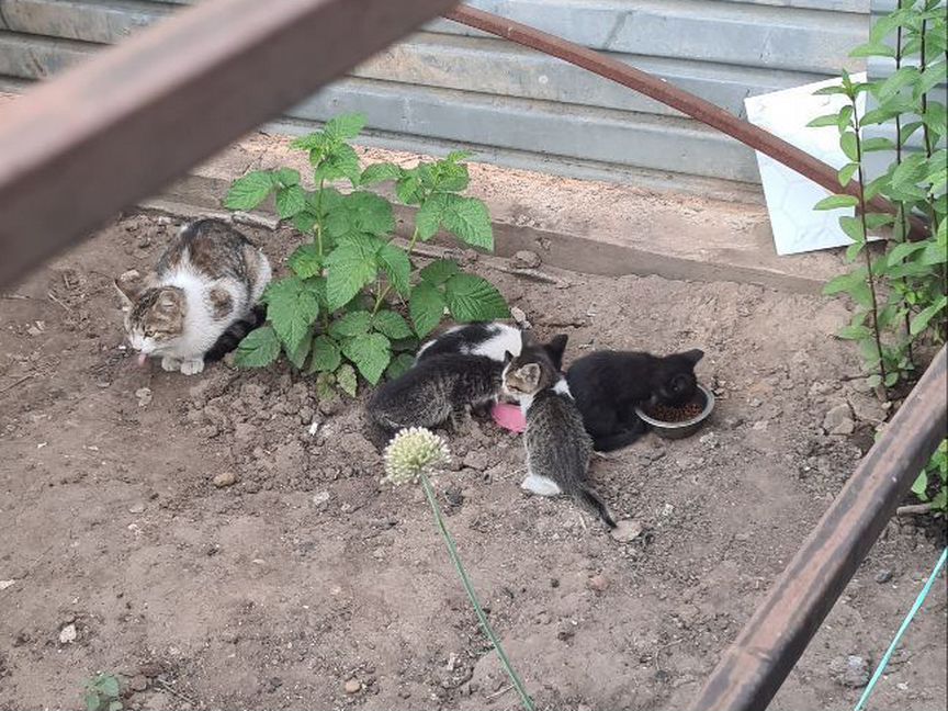 Котята бесплатно