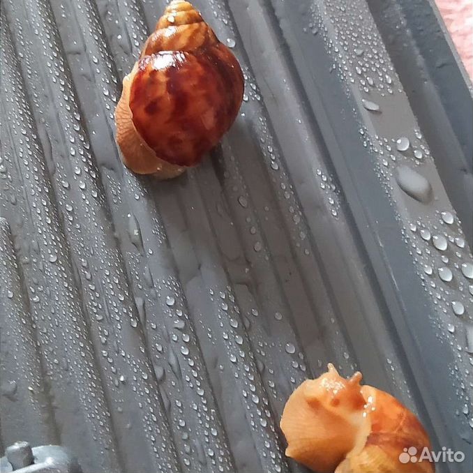 Улитки ахатины маленькие