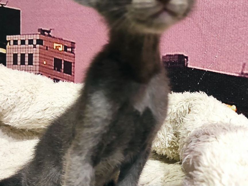 Ориентальные котята