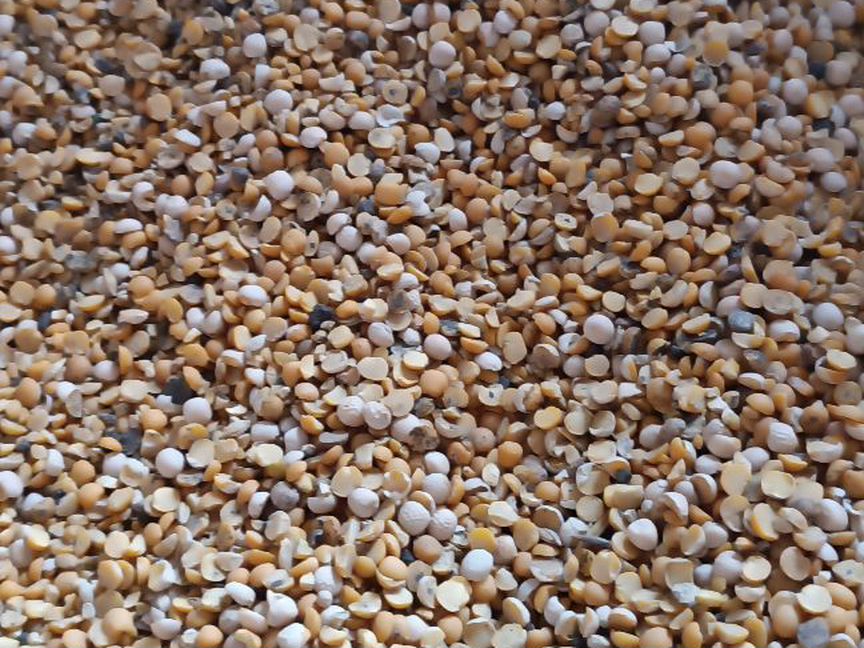 Горох кормовой