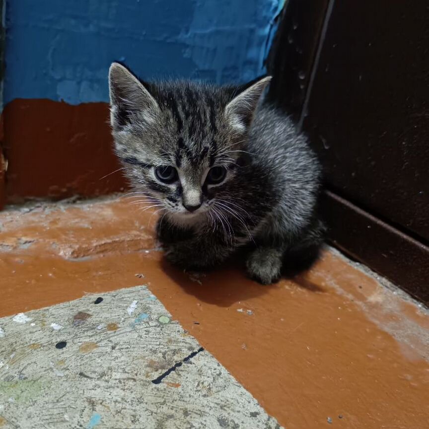 Отдам в добрые руки, подкинули в подъезд котёнка