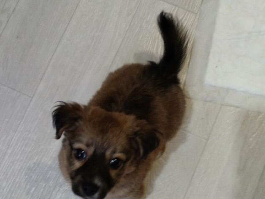 Маленькая собака