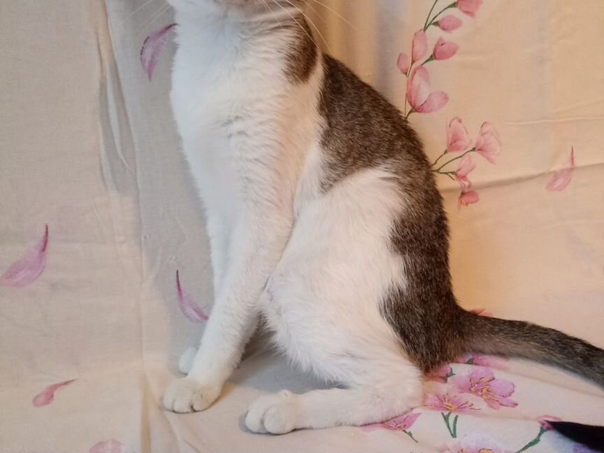 Дом котику