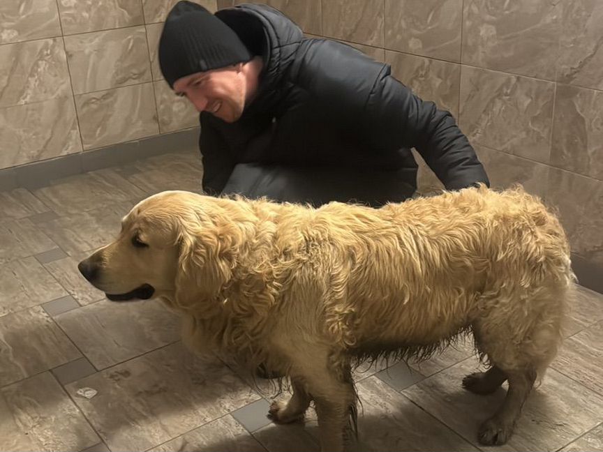 Найдена собака лабрадор ретривер