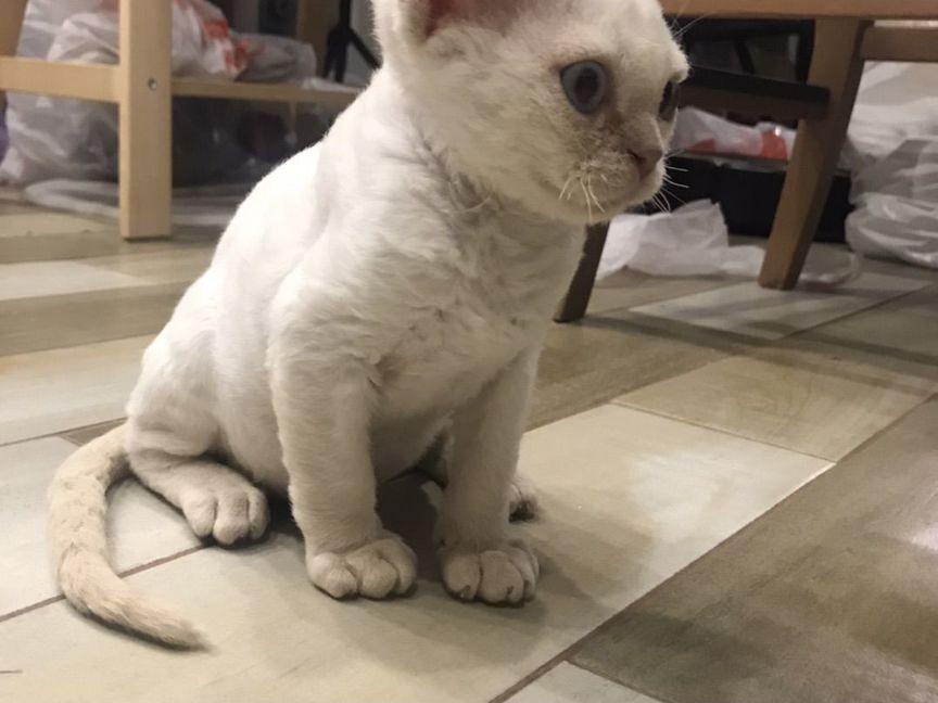 Девон-рекс котенок