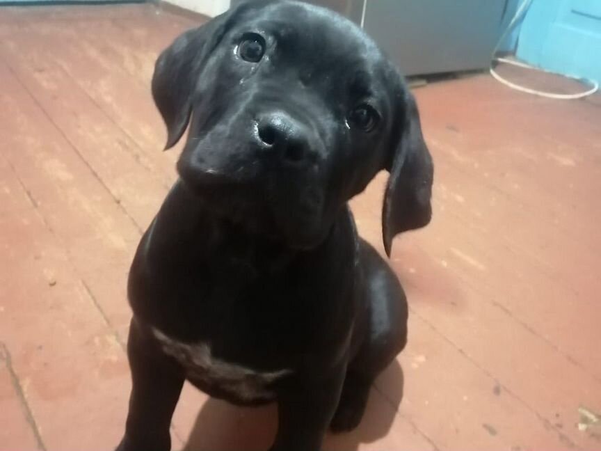 Щенки кане корсо