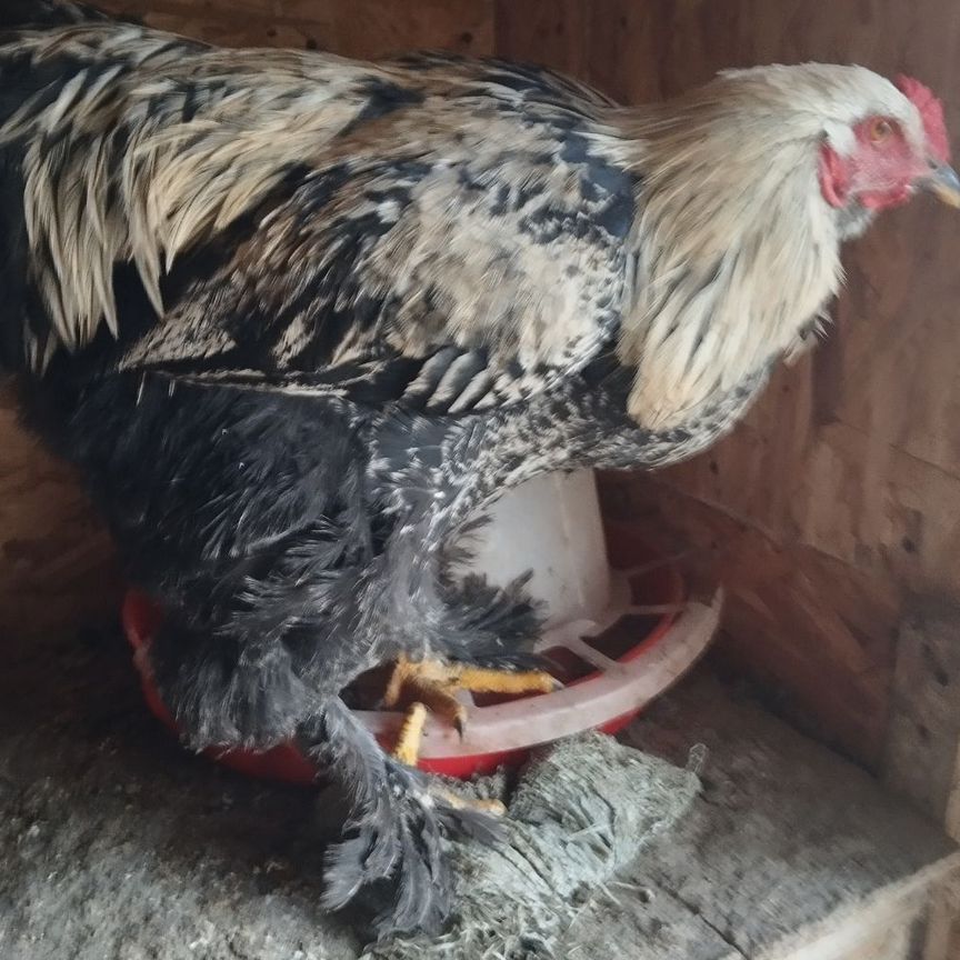 Петух брама