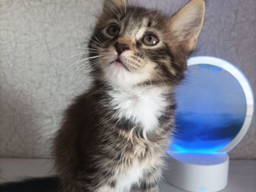 Котята милашки в добрые руки