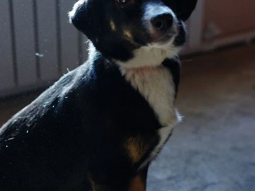 Собака Веснушка в хорошую семью бесплатно