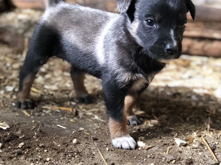 Австралийский келпи
