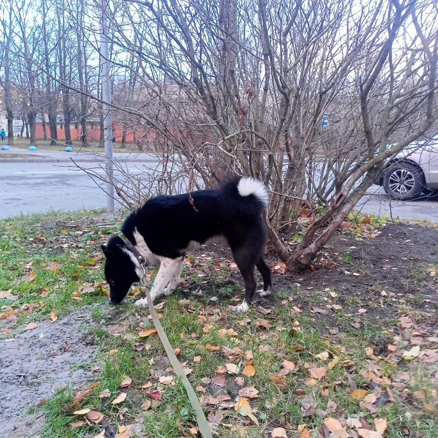 Лайка Боня. Спасти собаку