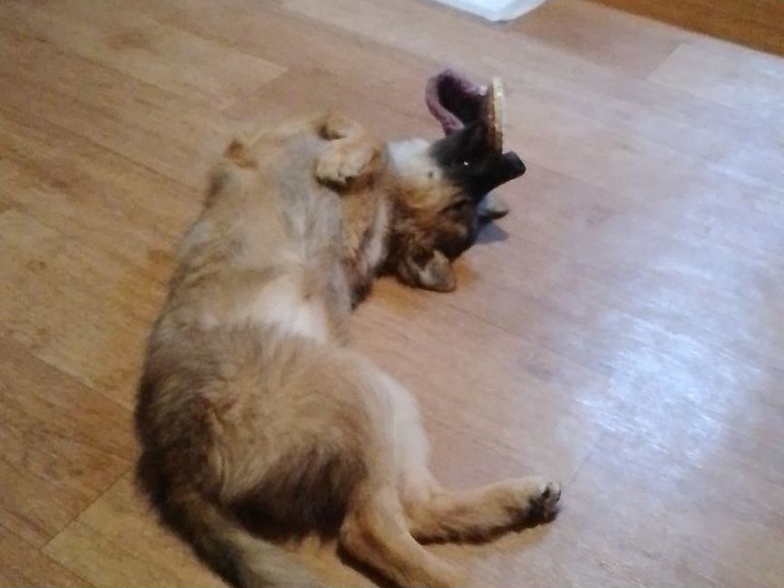 Чудесная девочка ищет семью