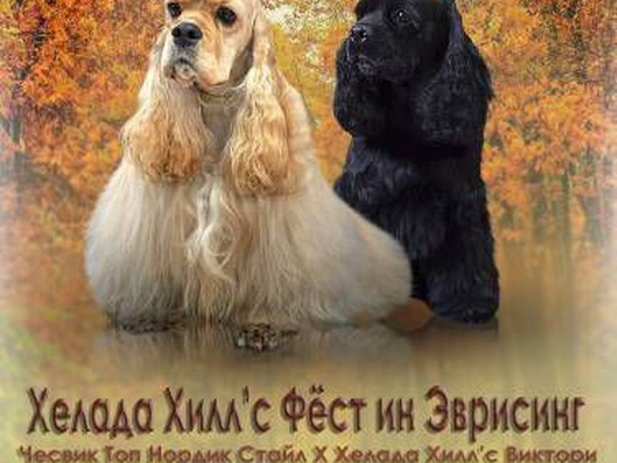 Кокер спаниель