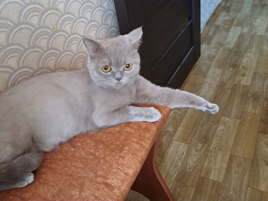 Кошка британская на вязку