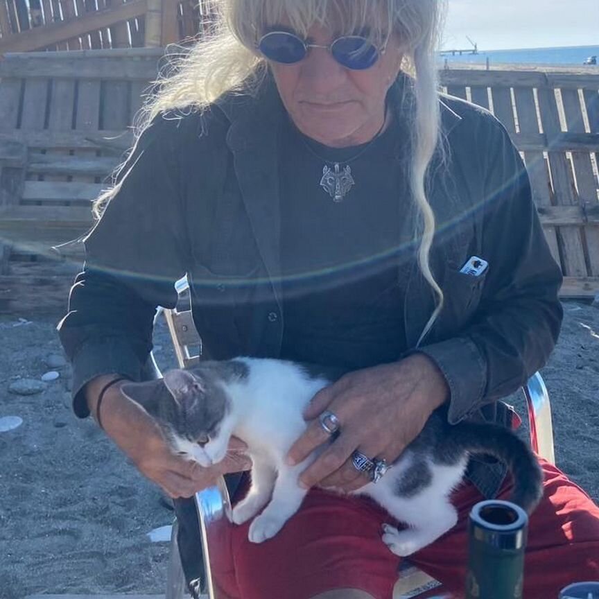 Взрослый кот в добрые руки