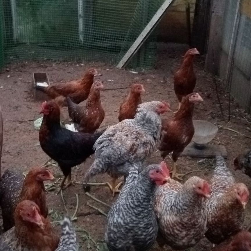 Куры солодки 8 месяц породы бельдефорд и Браун ни