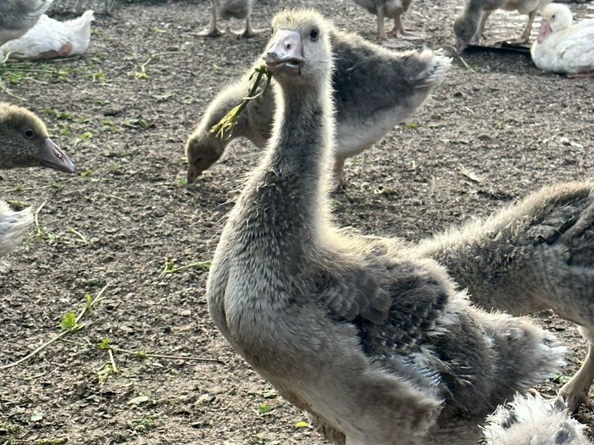 Гусята подрощенные