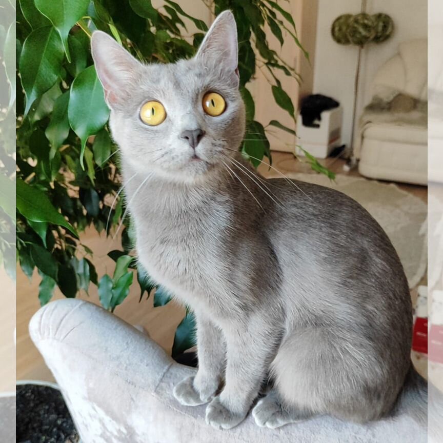 Отдам в добрые руки молодую кошечку